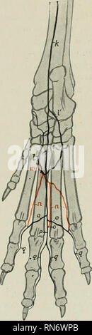 . Die Anatomie der Haustiere. Veterinär Anatomie. 622 Blut ...