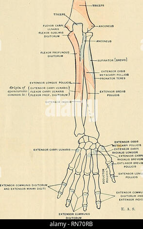 . Anatomie, beschreibende und angewendet werden. Anatomie. radioulnar ...