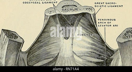 . Anatomie, beschreibende und angewendet werden. Anatomie. Der A ...