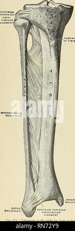 . Anatomie, beschreibende und angewendet werden. Anatomie. Die ...