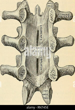 . Anatomie, beschreibende und angewendet werden. Anatomie. Die ...