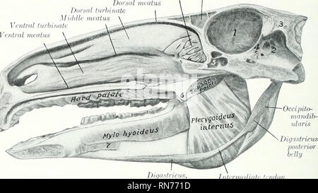 . Die Anatomie der Haustiere. Veterinär Anatomie. 262 Bindegewebe und ...