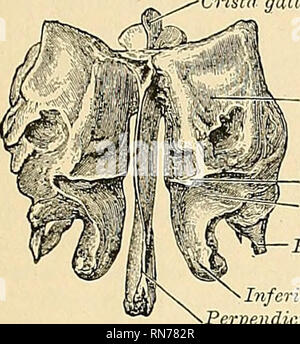 . Anatomie, beschreibende und angewendet werden. Anatomie. Die SPHENOID ...