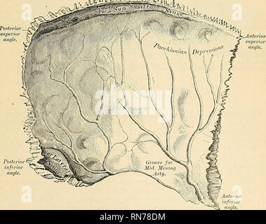 . Anatomie, beschreibende und angewendet werden. Anatomie. Der A ...