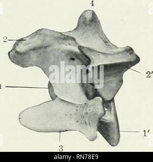 . Die Anatomie der Haustiere. Veterinär Anatomie. 200 SKELETT DES ...