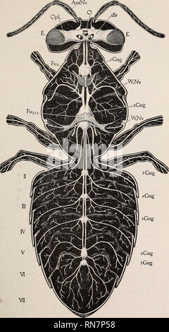 Anatomie einer Arbeitskraft Honigbiene Stockfoto, Bild: 84972317 - Alamy