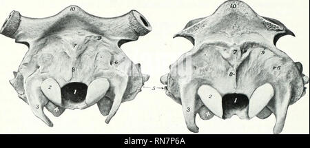 Kuh Anatomie dorsal Skelett Stockfoto, Bild: 139727029 - Alamy