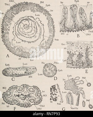 Anatomie einer Arbeitskraft Honigbiene Stockfoto, Bild: 84972317 - Alamy