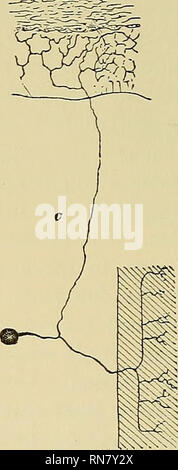 . Die Anatomie des zentralen Nervensystems des Menschen und der ...