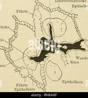 . Anatomischer Anzeiger. Anatomie, Vergleichende; Anatomie ...
