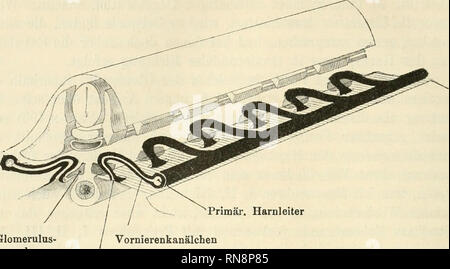 . Anatomischer Anzeiger. Anatomie, Vergleichende; Anatomie ...