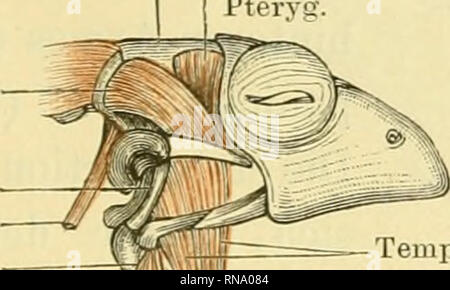 . Anatomie des Frosches. Frosch; Amphibien. 184 Muskeln der hinteren ...