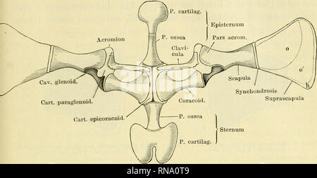 . Anatomie des Frosches. Frosch; Amphibien. 184 Muskeln der hinteren ...