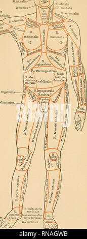 . Anatomische Terminologie, mit besonderer Bezugnahme auf die (B N A ...