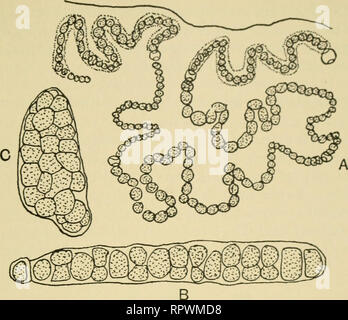 . Die Algen. Algen. Abb. 171 Nostoc. A, Teil der Kolonie von N. linckia ...
