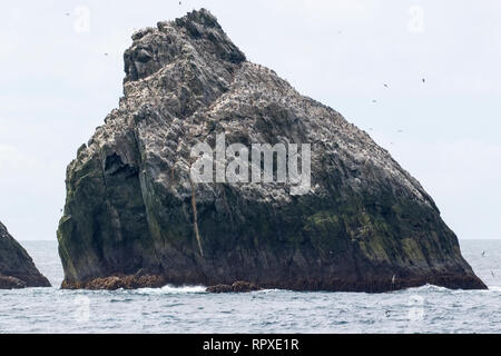 Südgeorgianischer Kormoran (Leucocarbo georgianus), auch bekannt als ...