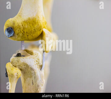 Tibia Knochen, menschliche Anatomie. 3D-Illustration Stockfotografie ...