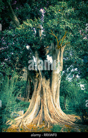 Sevilla (Andalusien, Spanien): alte großer Baum im Park ordentlich ...