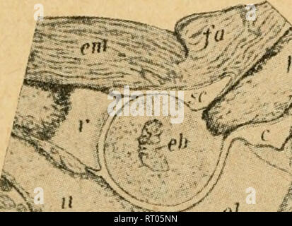 . Praktische Anatomie der Kaninchen: Eine elementare Labor Lehrbuch in ...