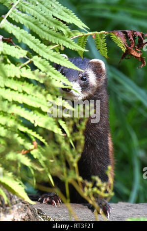 Edle Pelze, lokale Predator, europäischer Iltis, Schnell, heimlich ...