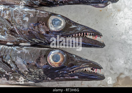 Schwarzer Degenfisch (aphanopus Carbo) ist ein traditionelles Gericht ...