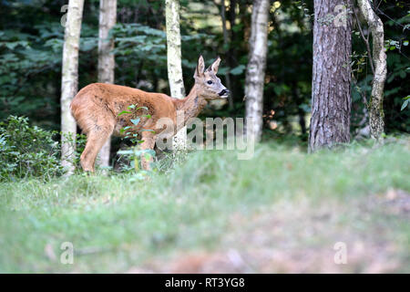 Europäische Rehe (Capreolus Capreolus) zwei Kitze verstecken sich in ...