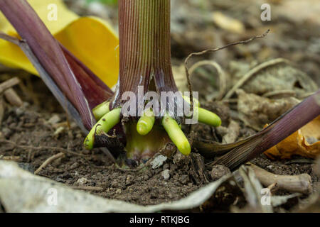 Die Wurzel der Stamm des Mais Baum, Wurzeln Stockfotografie - Alamy