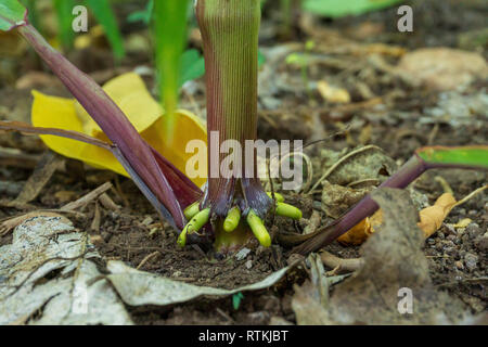 Die Wurzel der Stamm des Mais Baum, Wurzeln Stockfotografie - Alamy