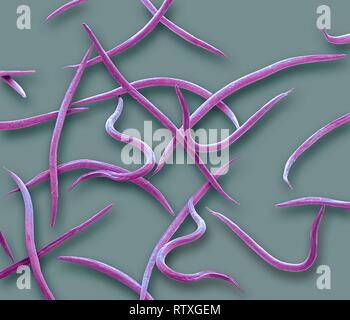 Phasmarhabditis hermaphrodita. Farbige Scanning Electron Micrograph ...