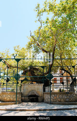 Der Baum des Hippokrates, Kos-Stadt, Kos (Cos), die Dodekanes, Region ...