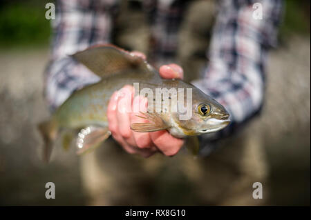 Arktische Äsche Fisch gefangen Stockfotografie - Alamy