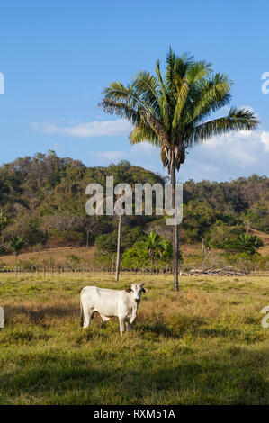 Zebu-rinder in Weide. Pazifik Küste in der Nähe von Samara, Costa Rica ...