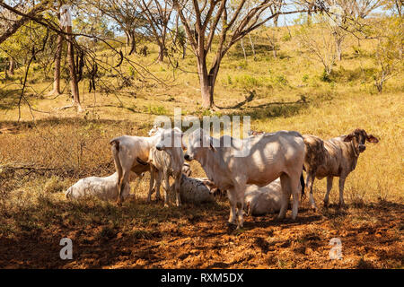Zebu-rinder in Weide. Pazifik Küste in der Nähe von Samara, Costa Rica ...