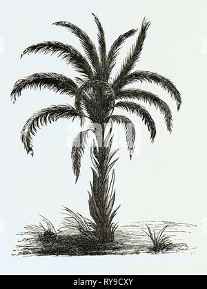 Afrikanische Ölpalme (Elaeis Guineensis) Früchte, Blütenstand, Borneo ...