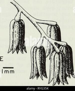 . Eine frühe Pennsylvanian Flora mit megalopteris und noeggerathiales ...