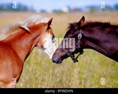 bretonische Pferd - Stute mit zwei Fohlen Stockfoto, Bild: 25195038 - Alamy