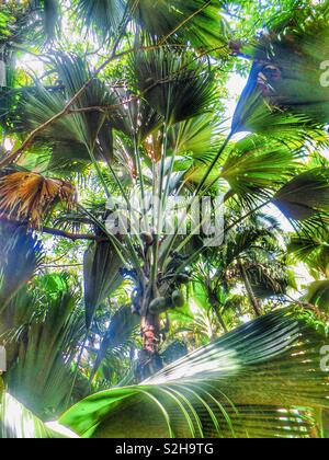 Coco de Mer (Lodoicea maldivica), Kokosnuss, größter Samen der Erde ...