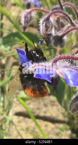 Biene winkt hallo Stockfotografie - Alamy