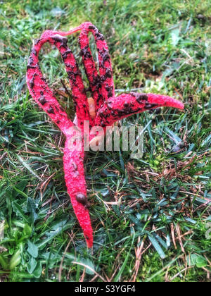 Teufelsfingerpilz (Clathrus archeri) und manchmal auch als Octopus ...