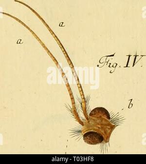 . Elementa entomologica: CXXXV tabulae aere excusae floridisque ...