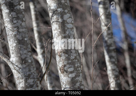 Alnus incana. Graue Erlen. Stubaital. Österreichische Alpen. Europa ...