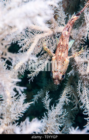 Falsche Kelpfish oder marmorierte Drachenköpfe (Sebastiscus Marmoratus ...