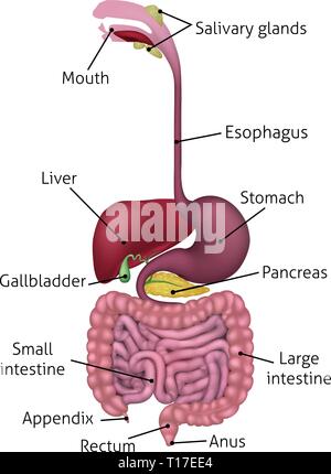 Magen-darm-Trakt mit Etiketten, Illustration Stockfotografie - Alamy