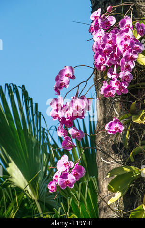 Bunte wilde Orchideen auf dem Zweig im tropischen Regenwald Dschungel ...