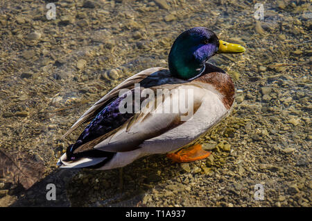 Ente ist der allgemeine Name für eine große Anzahl von Arten in der ...