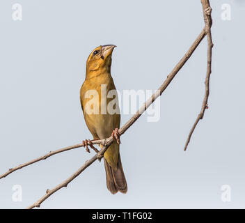 Weber, der Vogel ist ein Vogel essen kleine Körner. Der Körper ist wie ...