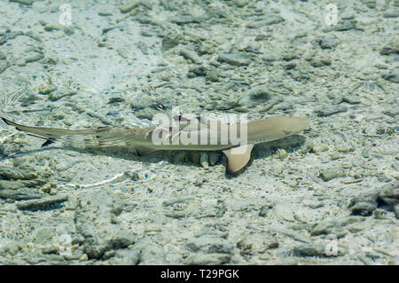 Baby Schwarzspitzen Riffhaie (Carcharhinus Melanopterus) im flachen ...