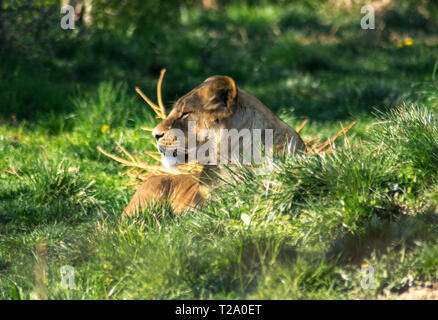 Kampf gegen Löwen Stockfoto, Bild: 43433755 - Alamy