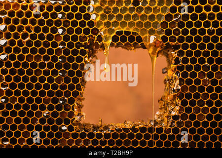 Honig mit Gold Farbe fließt unten von einem Löffel. Gesunde Ernährung ...