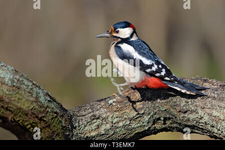 Buntspecht, Männlich, Flug, Buntspecht, Männchen, Flug, Flugbild ...